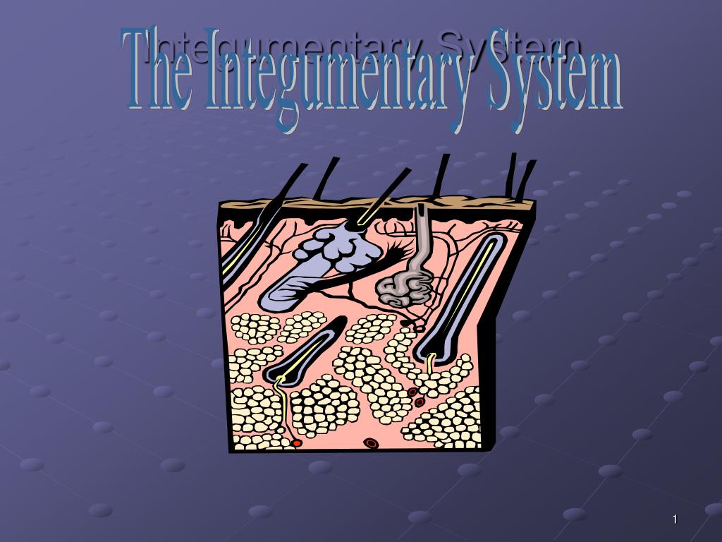 PPT - Integumentary System PowerPoint Presentation, free download - ID ...