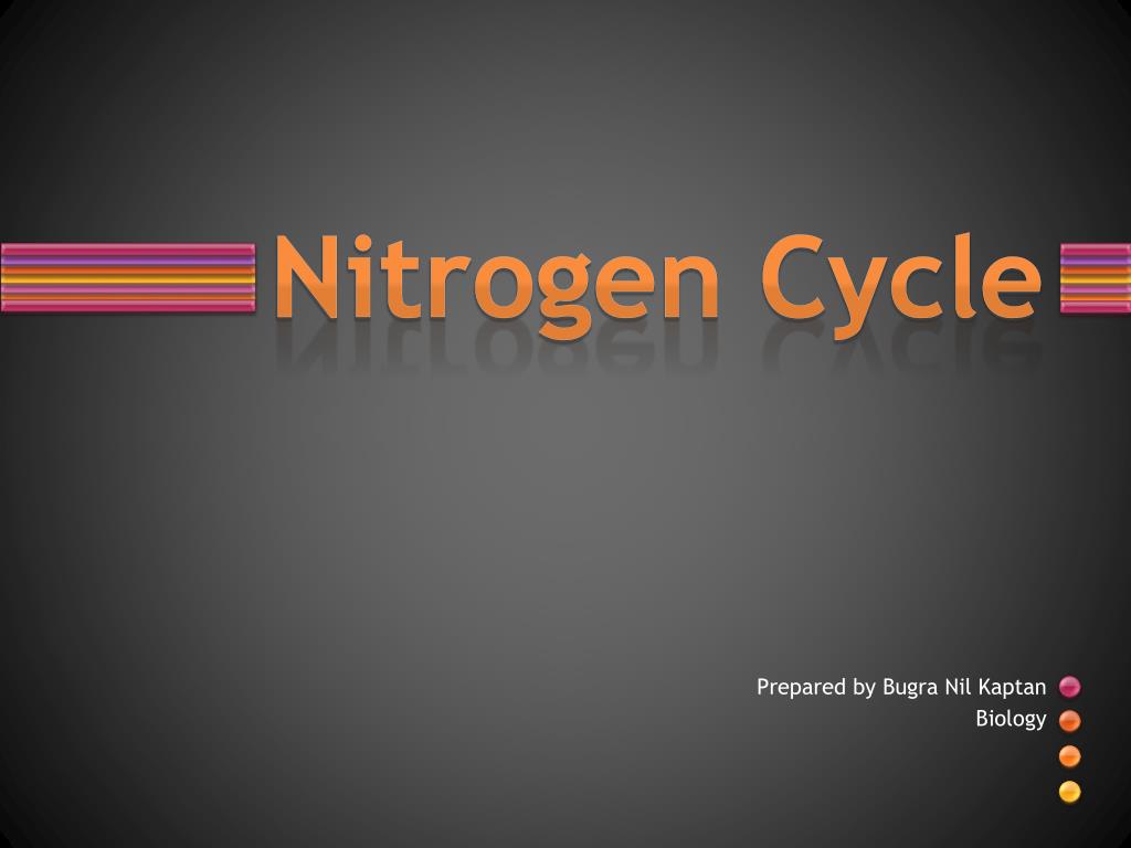 PPT - Nitrogen Cycle PowerPoint Presentation, free download - ID:2884621