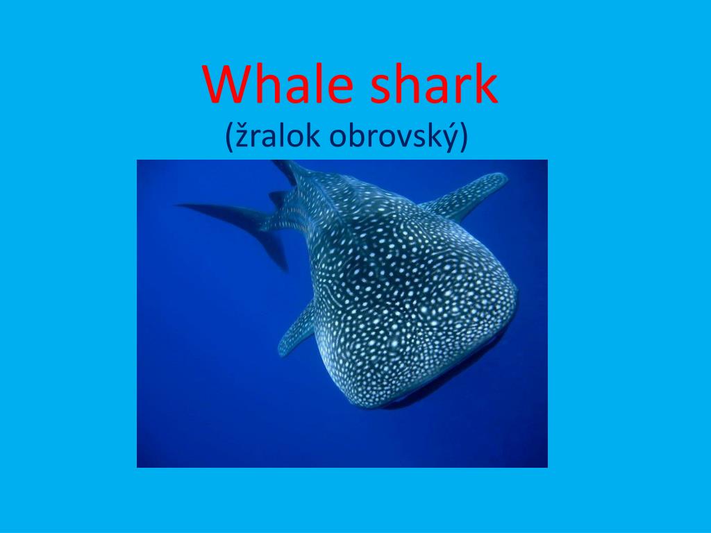 PPT - Whale shark PowerPoint Presentation, free download - ID:2890369