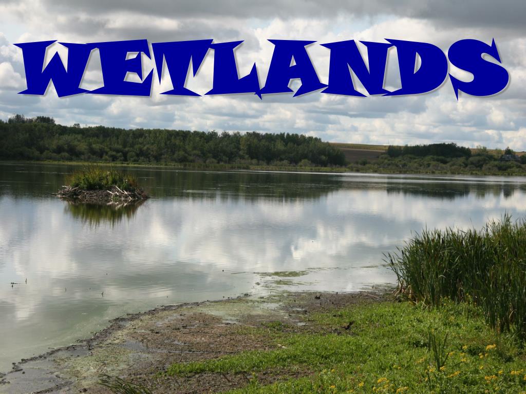 PPT - WETLANDS PowerPoint Presentation, free download - ID:2896129