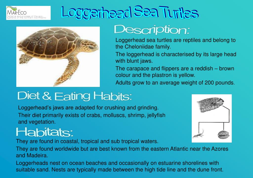 PPT - Loggerhead Sea Turtles PowerPoint Presentation, free download ...