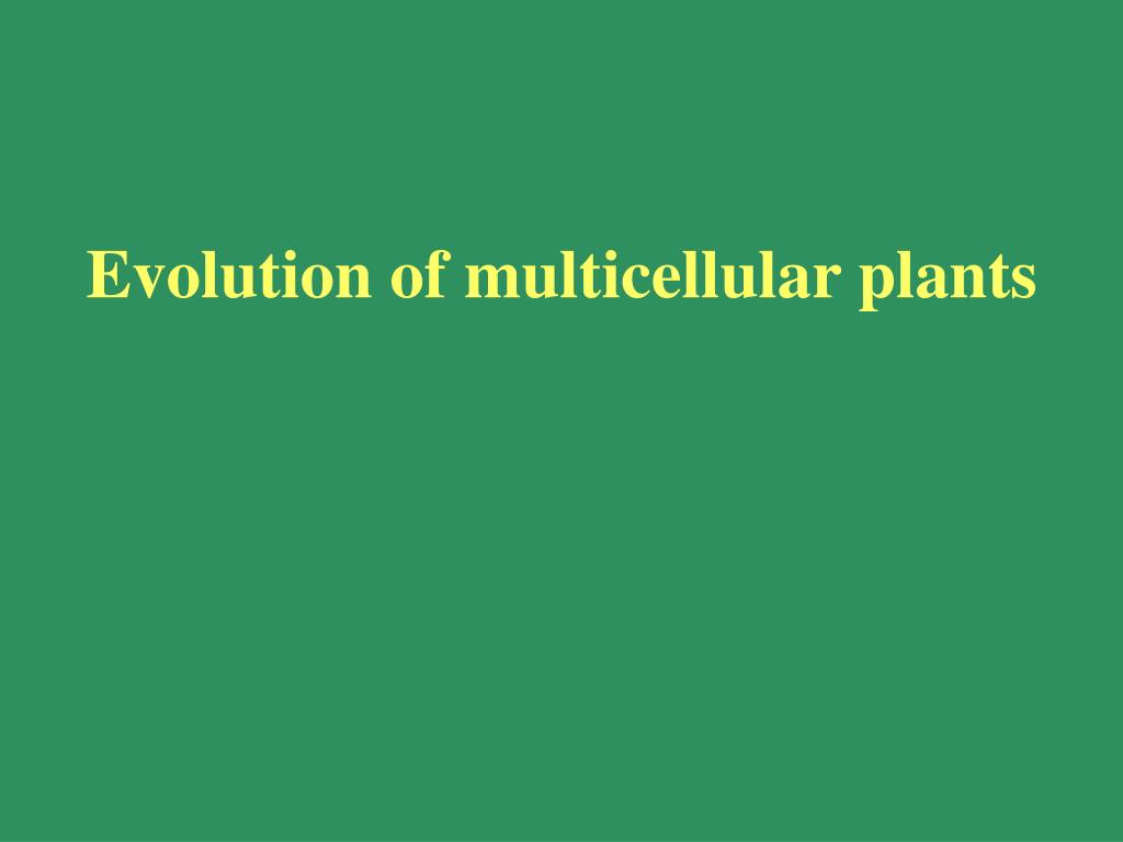 PPT - Evolution of multicellular plants PowerPoint Presentation, free ...