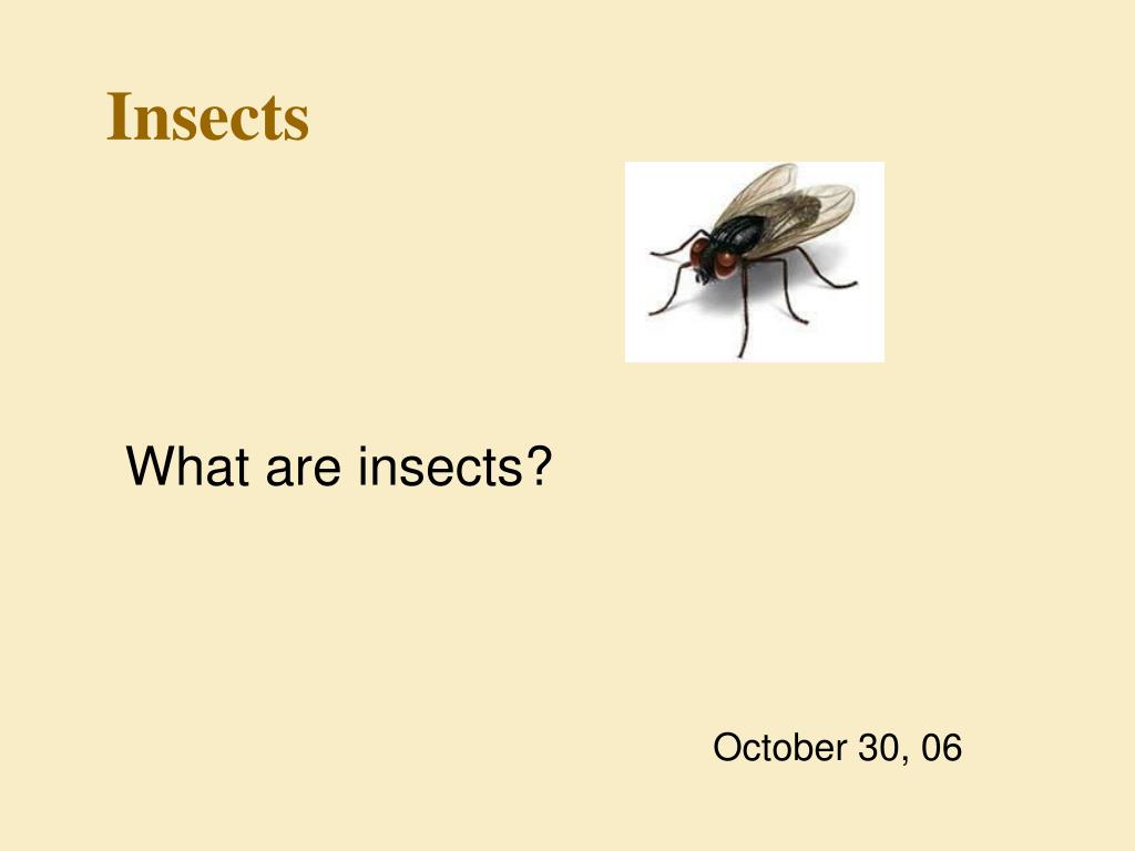 PPT - Insects PowerPoint Presentation, free download - ID:2910205