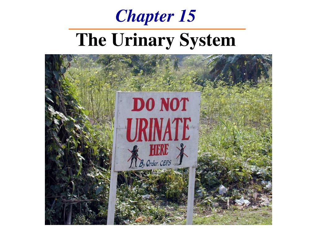 PPT - Chapter 15 The Urinary System PowerPoint Presentation, free ...