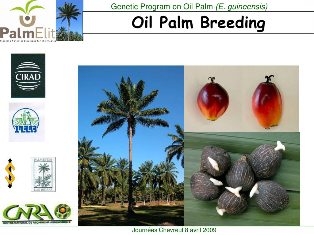 PPT - Oil Palm Breeding PowerPoint Presentation, free download - ID:2918142