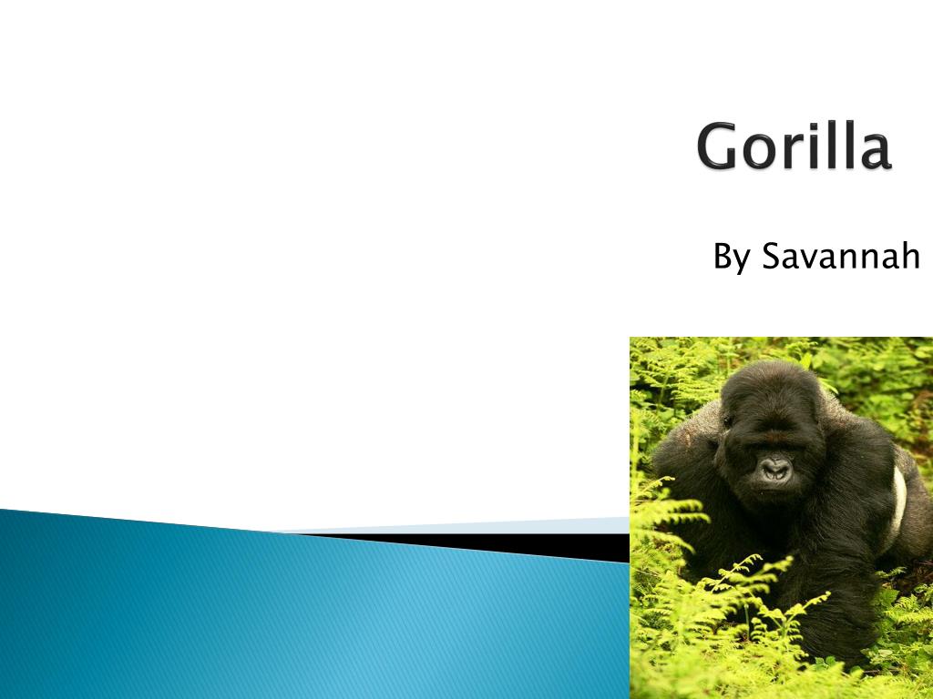 PPT - Gorilla PowerPoint Presentation, free download - ID:2925255