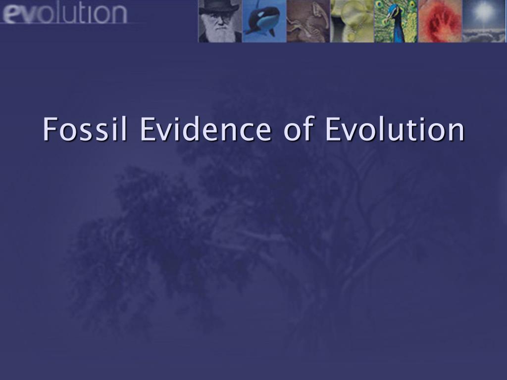 PPT - Fossil Evidence of Evolution PowerPoint Presentation, free ...