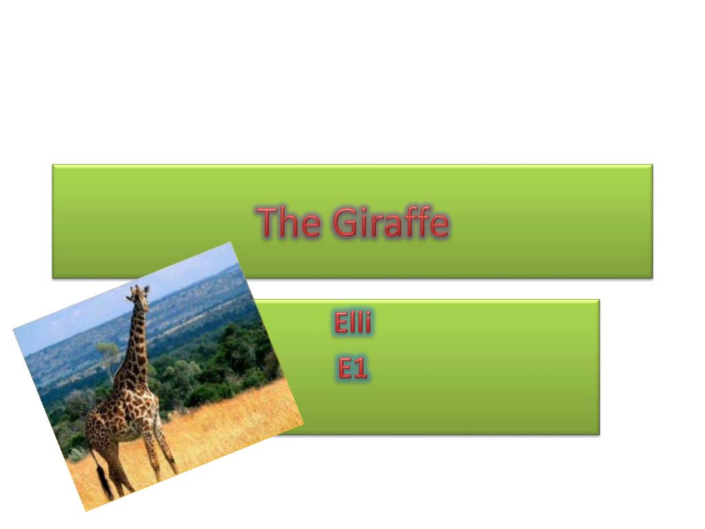 PPT - The Giraffe PowerPoint Presentation, free download - ID:2926051