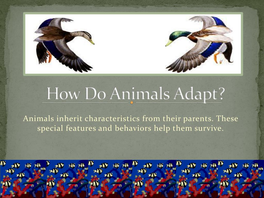 PPT - How Do Animals Adapt? PowerPoint Presentation, free download - ID ...