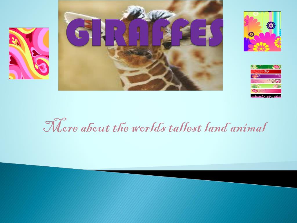 PPT - GIRAFFES PowerPoint Presentation, free download - ID:2926419