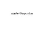 PPT - Aerobic PowerPoint Presentation, free download - ID:2879144