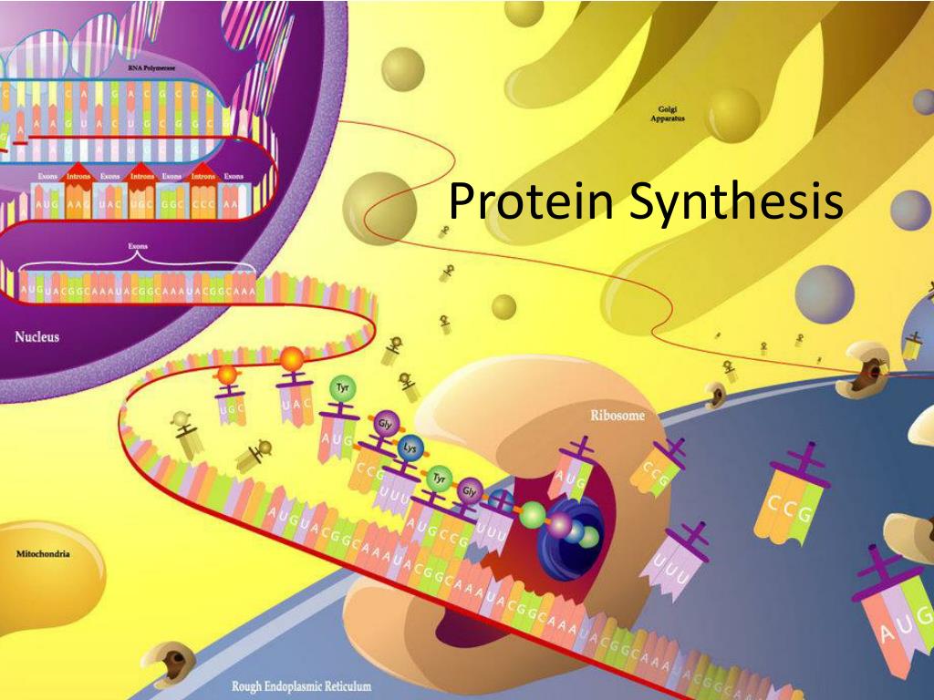 PPT - Protein Synthesis PowerPoint Presentation, free download - ID:2927417