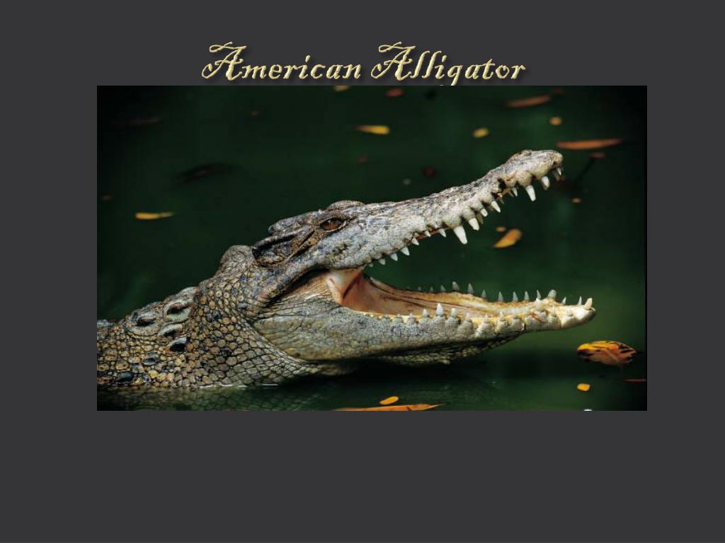 PPT - American Alligator PowerPoint Presentation, free download - ID:2927759