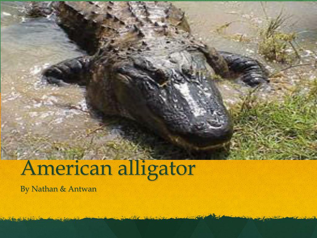 PPT - American alligator PowerPoint Presentation, free download - ID ...