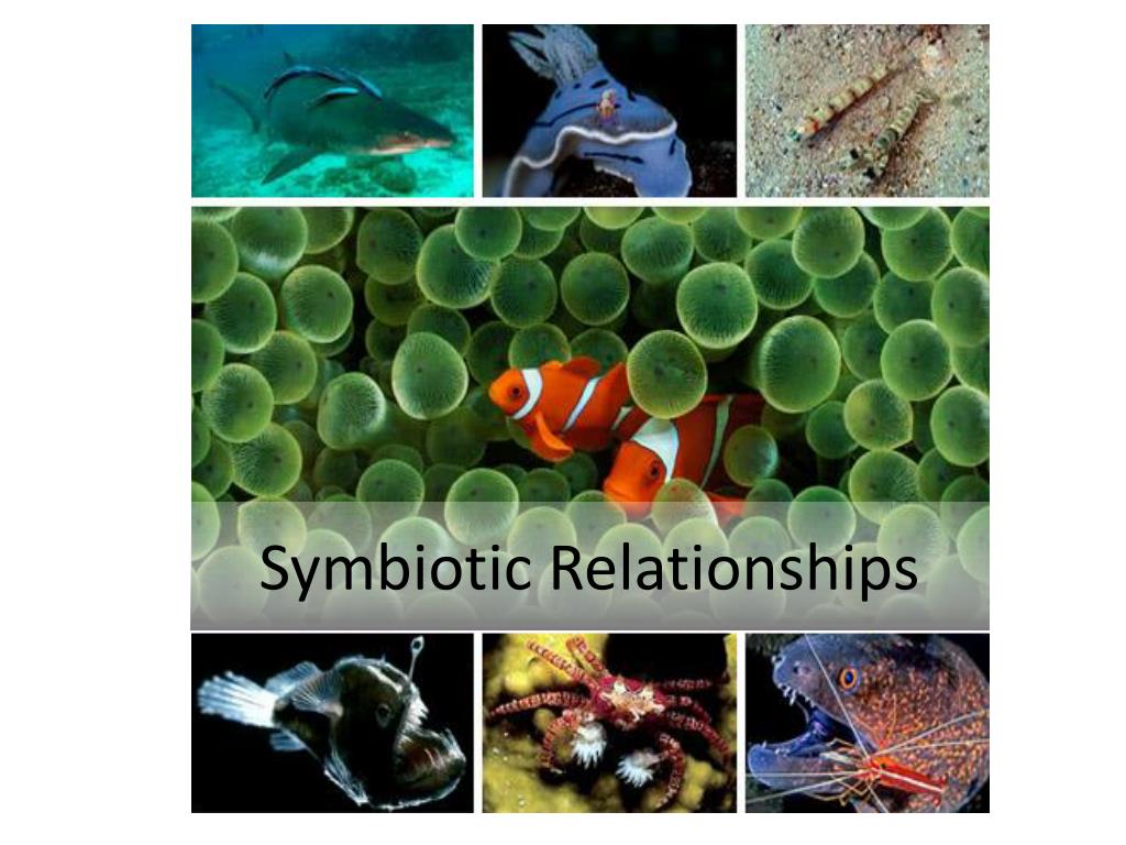 PPT - Symbiotic Relationships PowerPoint Presentation, free download ...