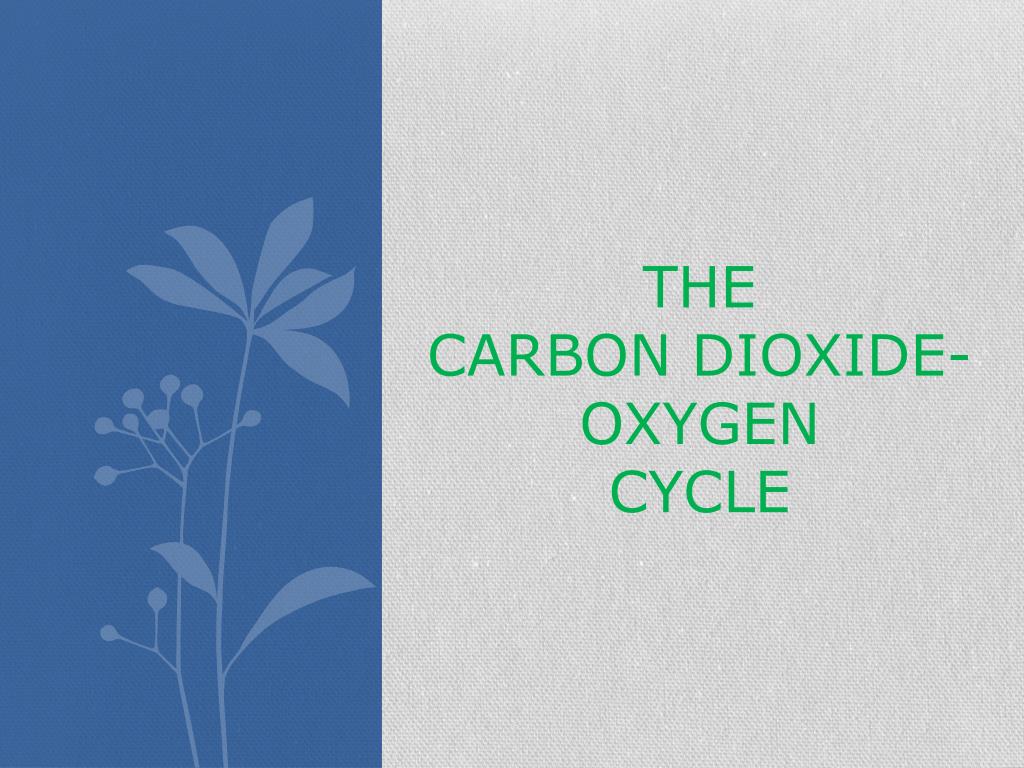 PPT - THE CARBON DIOXIDE-OXYGEN CYCLE PowerPoint Presentation, free ...