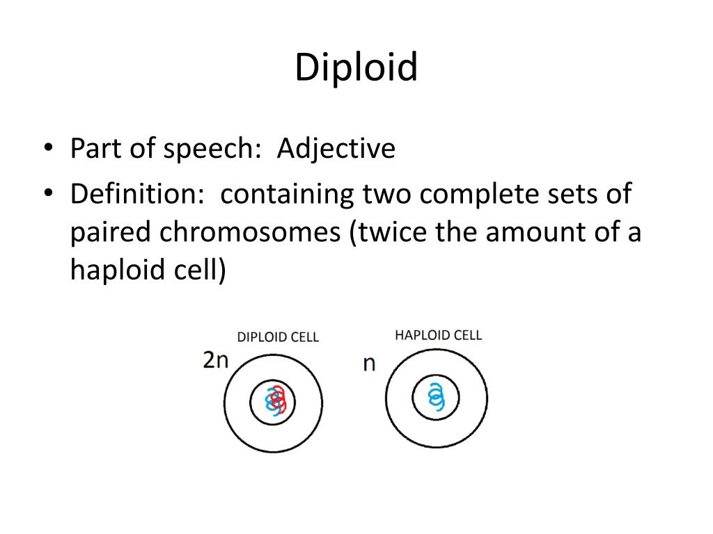 PPT - Diploid PowerPoint Presentation, free download - ID:2929112