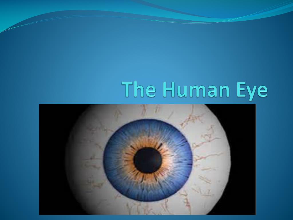PPT - The Human Eye PowerPoint Presentation, free download - ID:2929463