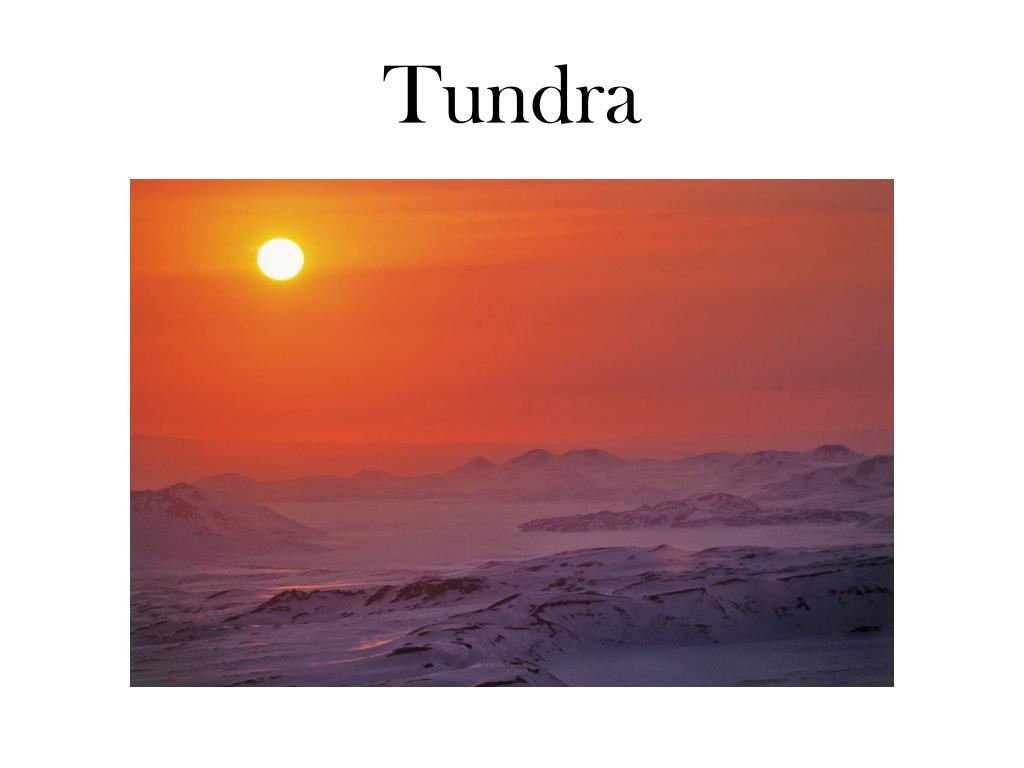 PPT - Tundra PowerPoint Presentation, free download - ID:2929518