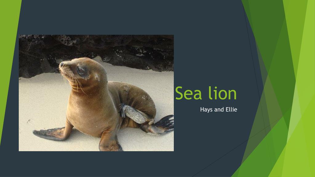 PPT - Sea lion PowerPoint Presentation, free download - ID:2932838