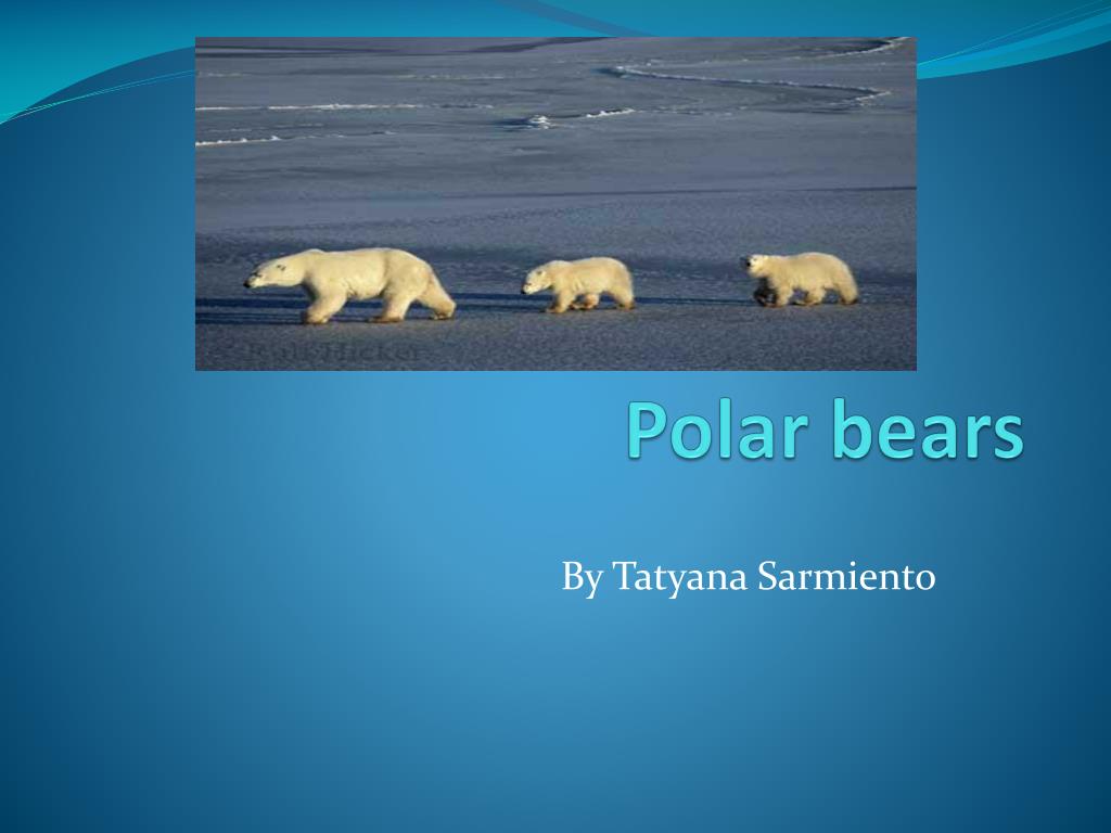 PPT - Polar bears PowerPoint Presentation, free download - ID:2935266