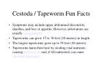 PPT - CESTODA PowerPoint Presentation, free download - ID:5088604