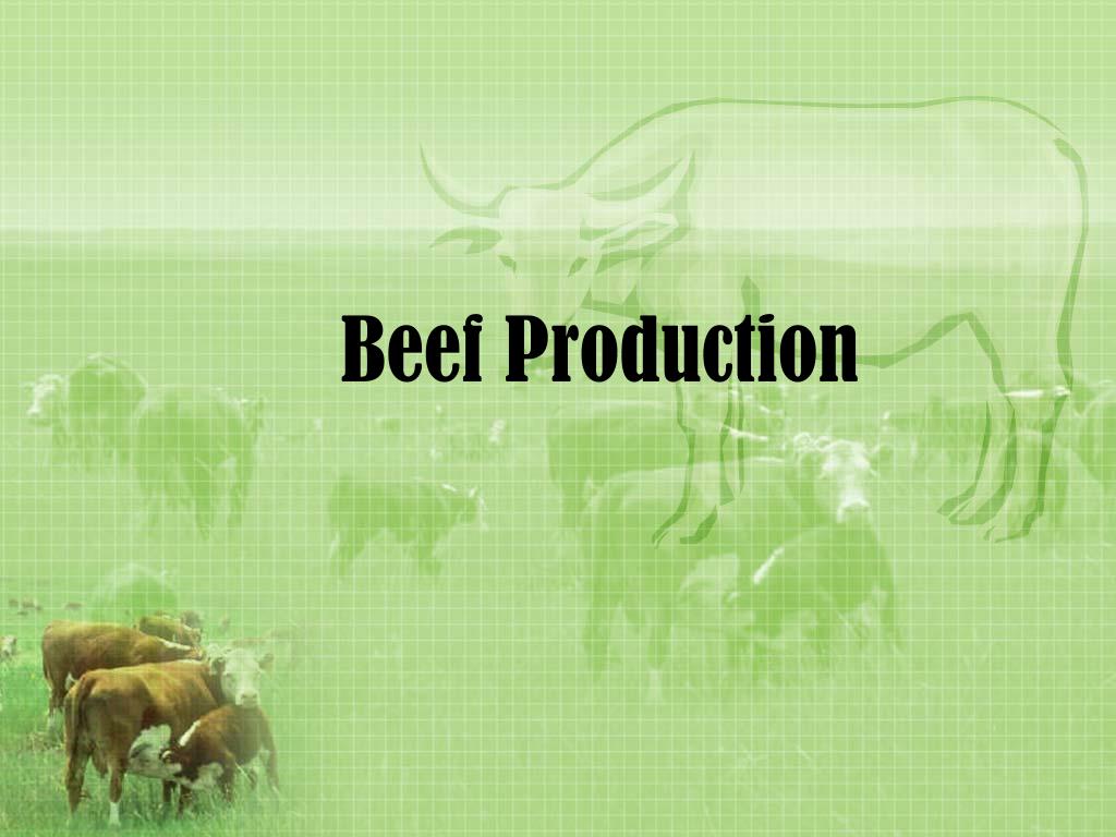 PPT - Beef Production PowerPoint Presentation, free download - ID:2942970