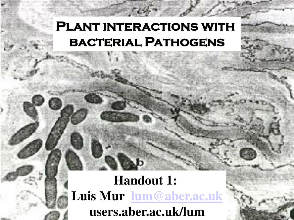 PPT - Plant interactions with bacterial Pathogens PowerPoint ...