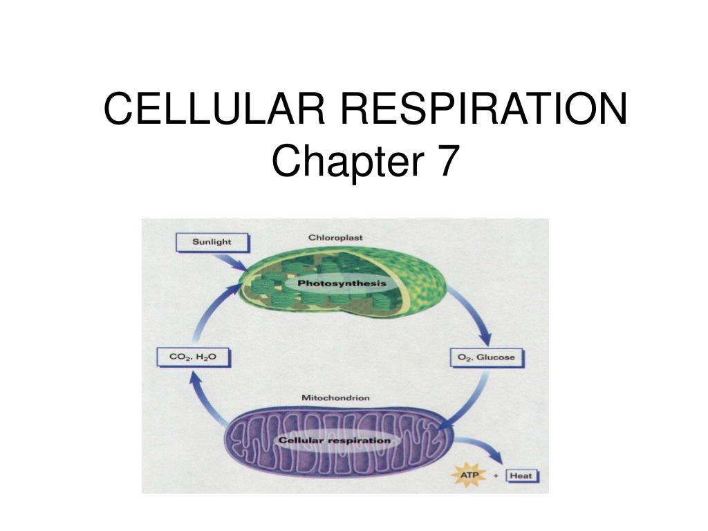 PPT - CELLULAR RESPIRATION Chapter 7 PowerPoint Presentation, free ...