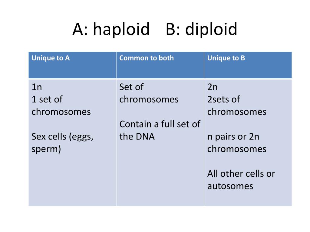 PPT - A: haploid B: diploid PowerPoint Presentation, free download - ID ...