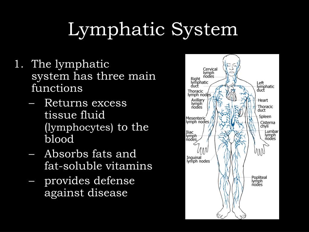 PPT - Lymphatic System ) PowerPoint Presentation, free download - ID ...