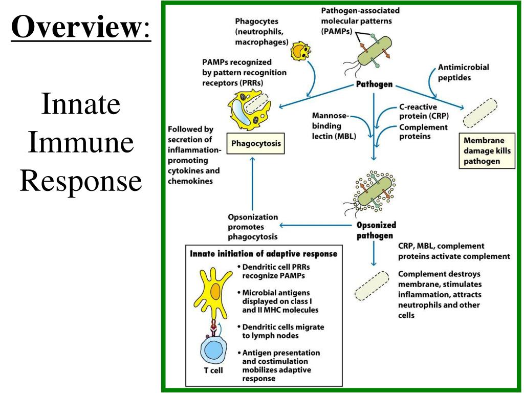 PPT - Overview : Innate Immune Response PowerPoint Presentation, free ...