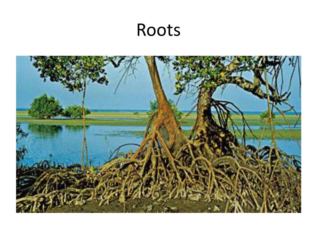 PPT - Roots PowerPoint Presentation, free download - ID:2955443