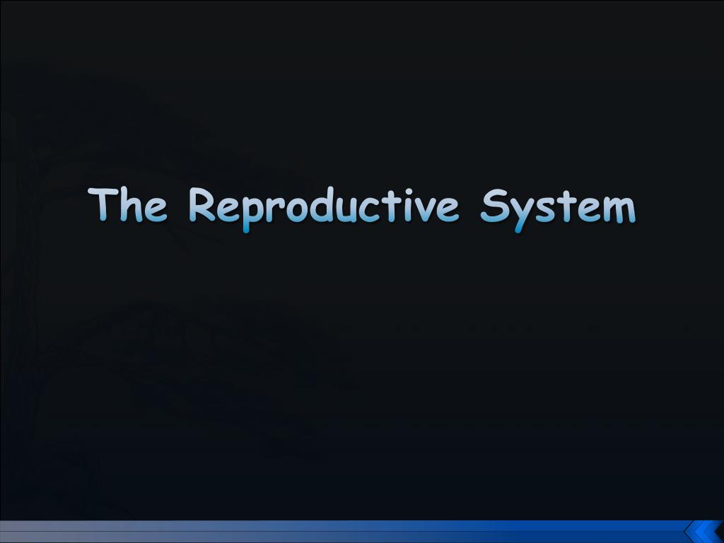 PPT - The Reproductive System PowerPoint Presentation, free download ...
