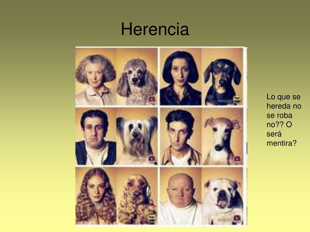 PPT - Herencia PowerPoint Presentation, free download - ID:2957406