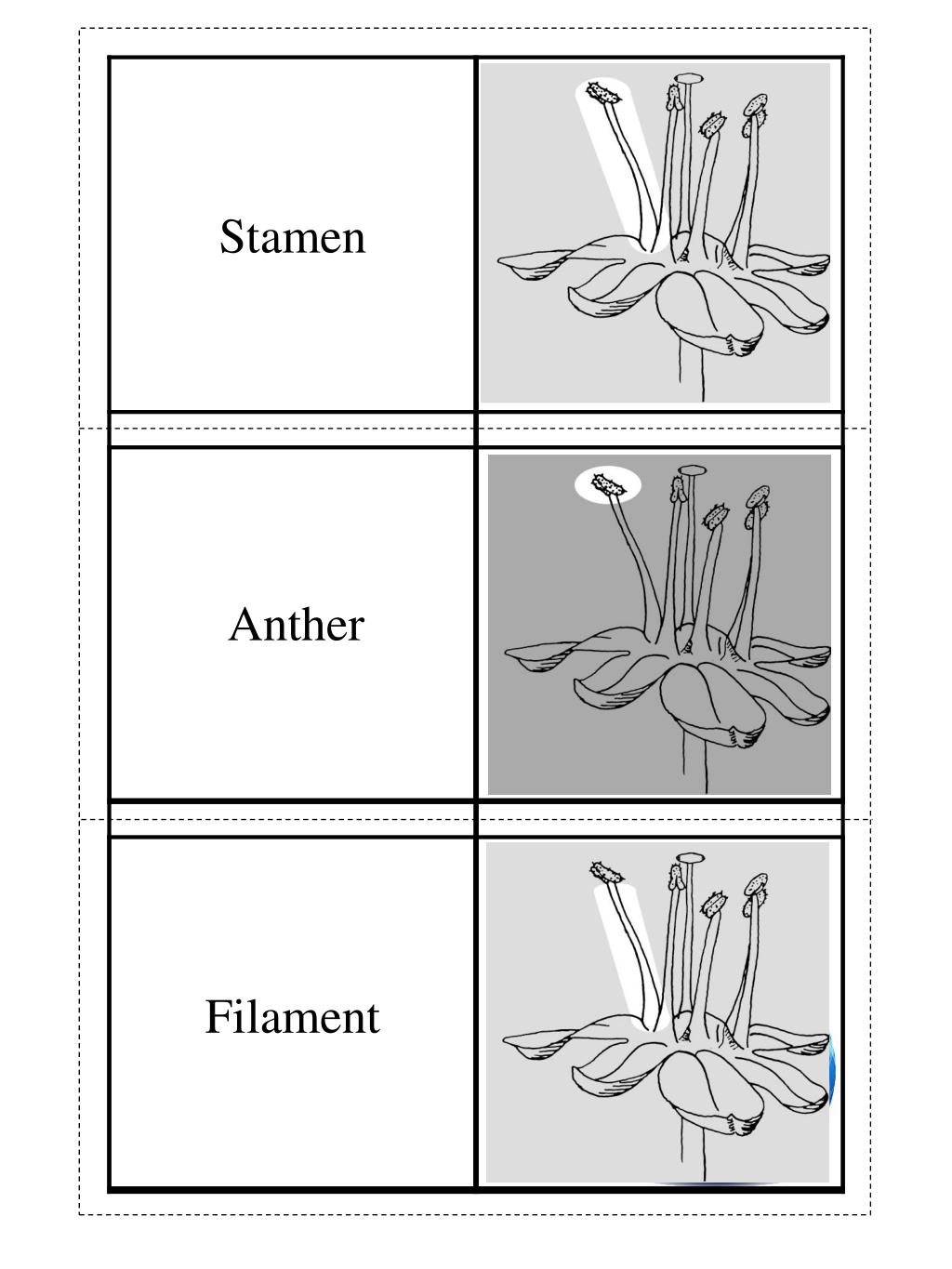 PPT - Anther PowerPoint Presentation, free download - ID:2957841