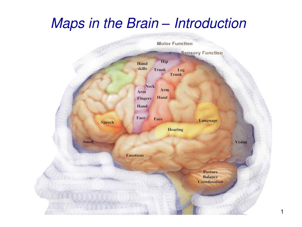 PPT - Maps in the Brain – Introduction PowerPoint Presentation, free ...