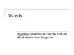 PPT - Types of Weeds PowerPoint Presentation, free download - ID:7004331