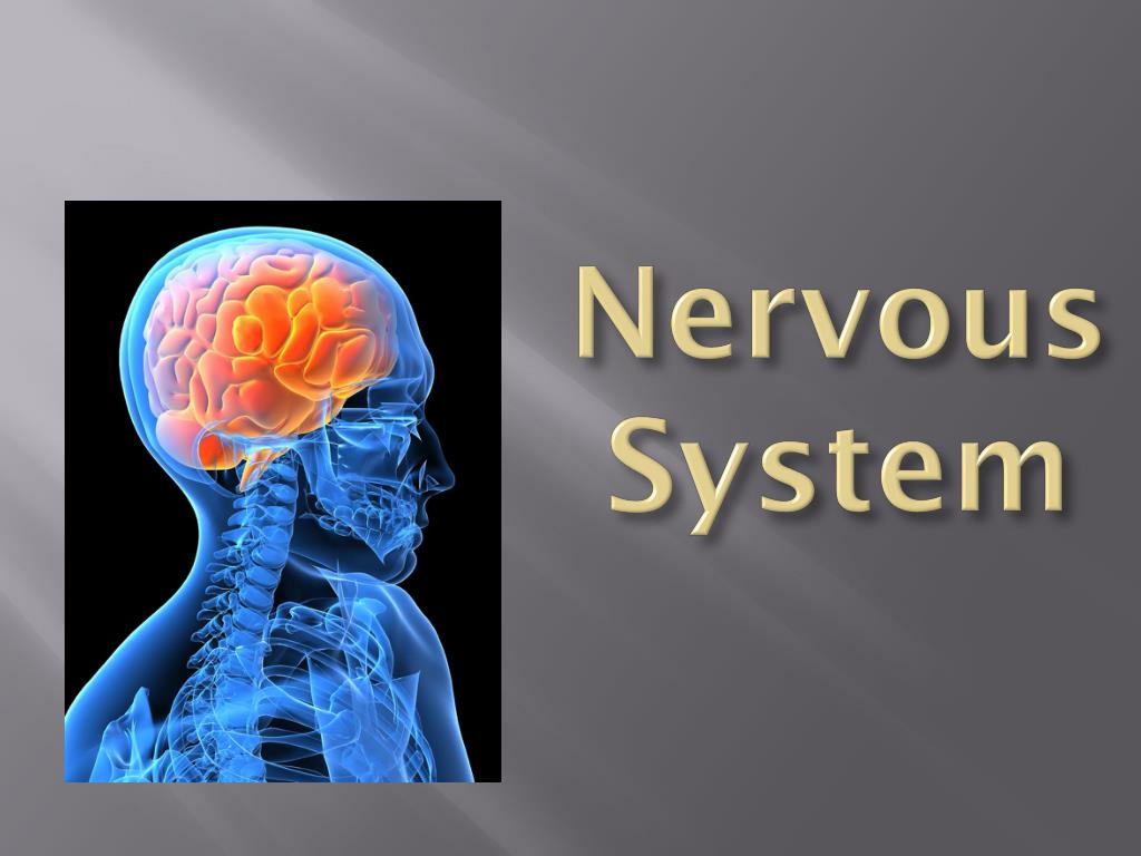 PPT - Nervous System PowerPoint Presentation, free download - ID:2959661