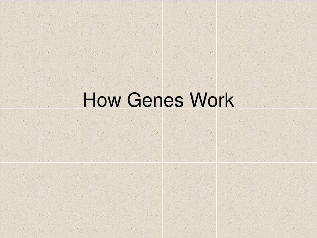 PPT - How Genes Work PowerPoint Presentation, free download - ID:2960910