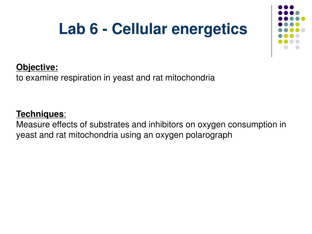 PPT - Lab 6 - Cellular energetics PowerPoint Presentation, free ...