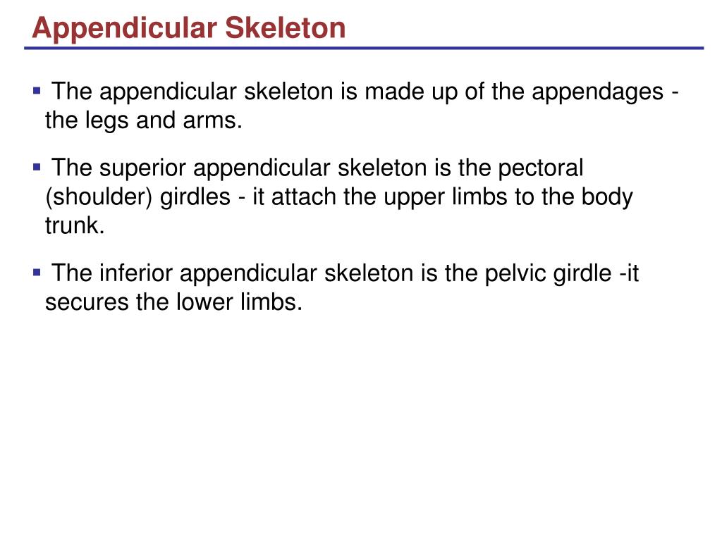 PPT - Appendicular Skeleton PowerPoint Presentation, free download - ID ...