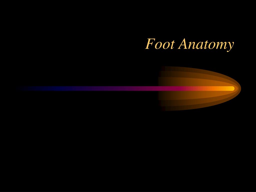 PPT - Foot Anatomy PowerPoint Presentation, free download - ID:2962633