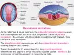 PPT - Mesodermal derivatives PowerPoint Presentation, free download ...