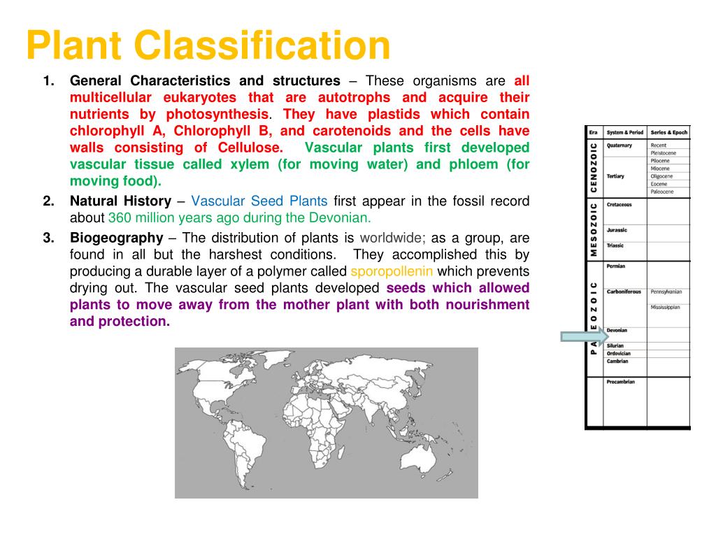PPT - Plant Classification PowerPoint Presentation, free download - ID ...