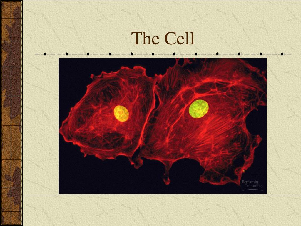 PPT - The Cell PowerPoint Presentation, free download - ID:2964429