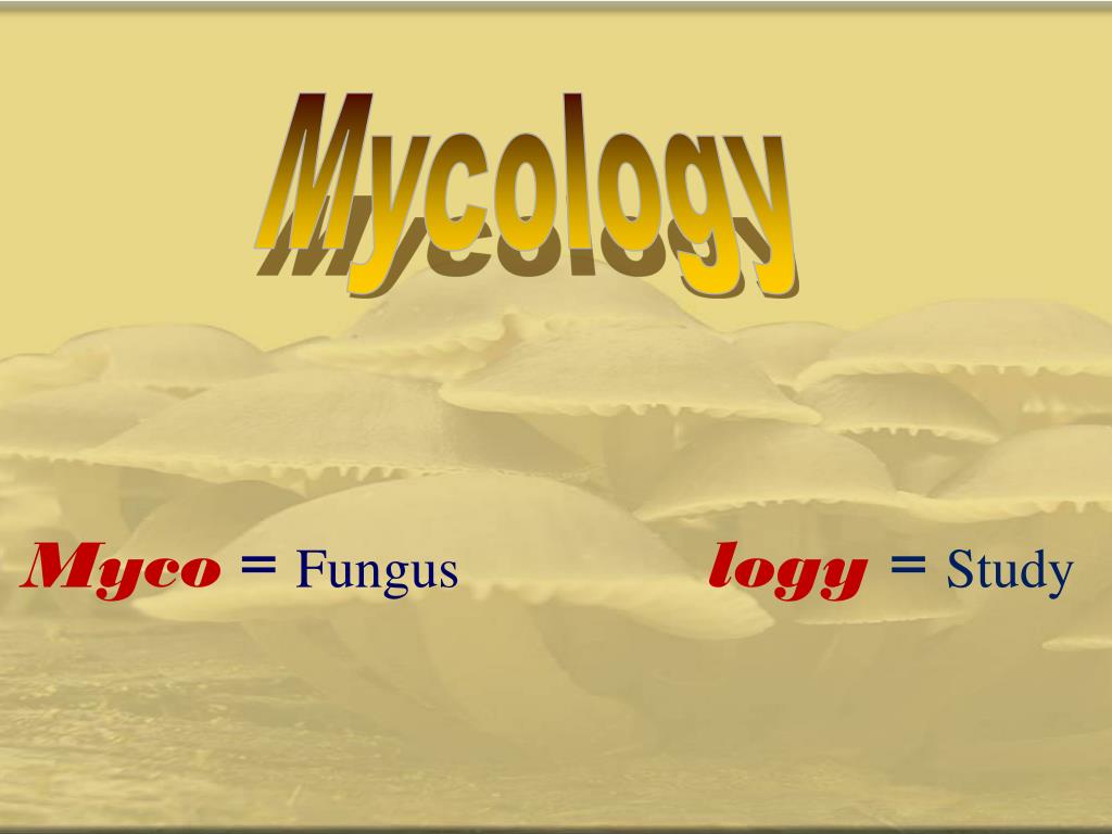 PPT - Mycology PowerPoint Presentation, free download - ID:2965039