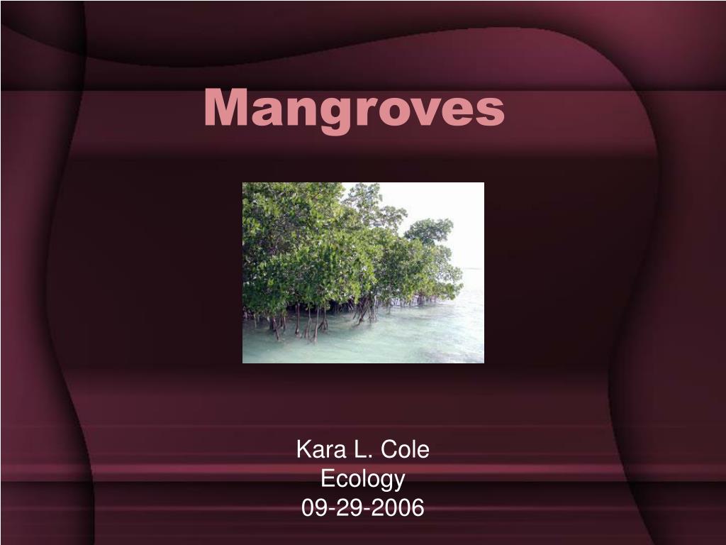 PPT - Mangroves PowerPoint Presentation, free download - ID:2966713