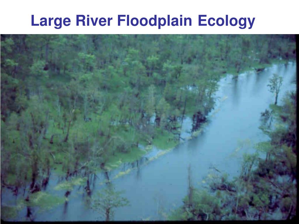 PPT - Large River Floodplain Ecology PowerPoint Presentation, free ...