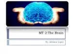 PPT - Lecture 2: Cognition & the Brain PowerPoint Presentation, free ...